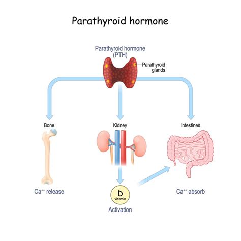 Parathyroid Vs Thyroid Gland Whats The Difference Annapolis And