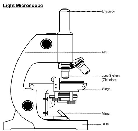 Simple Microscope Definition Structure And Applications