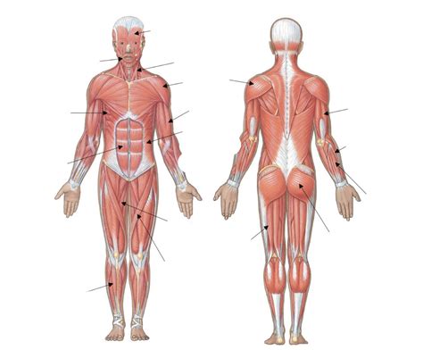 Lab Quiz Diagram Quizlet