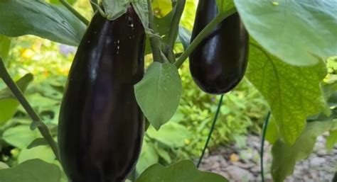 Фахівці розповіли як правильно і де садити баклажани Читайте на Ukr Net