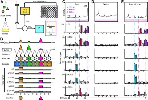 Multiplexed Activity Metabolomics Aligns Bioactivity With Mass Spectra