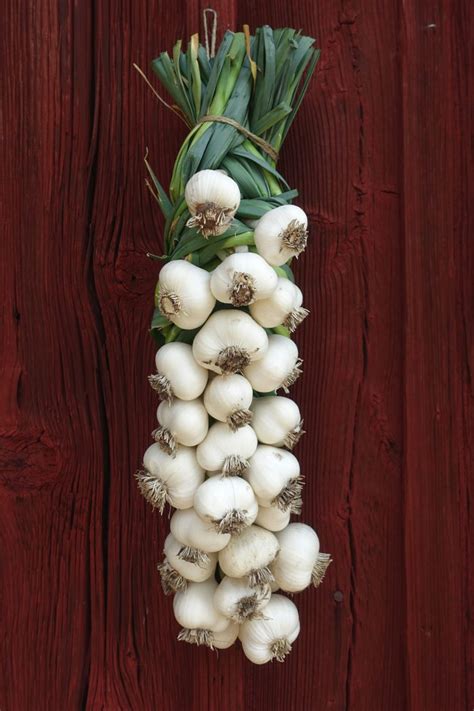 Tips And Tricks How To Make A Garlic Braid Saras Kitchen Garden