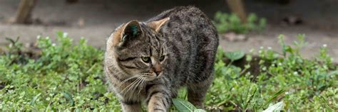 Талони за кастрация на бездомни котки 2024г ЧЕТИРИ ЛАПИ в България Организация за защита на