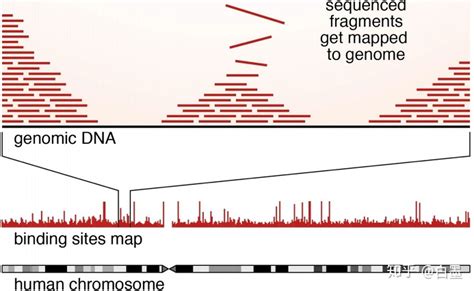 Chip Seq数据分析 一文读懂 Chipseq 《三维基因组学学习笔记》 极客文档