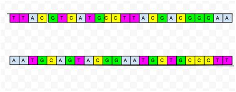 Modeling DNA Lab Wesley S Online Science Notebook