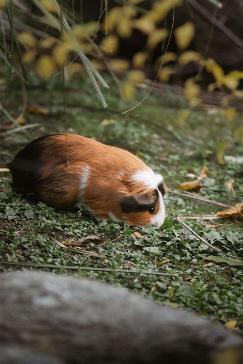Capybara Chibi Photos Download The Best Free Capybara Chibi Stock