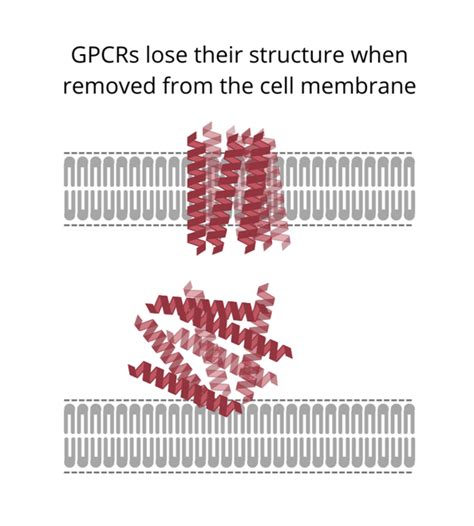 Shooting For The Stars Stabilising Gpcrs And Mapping Their Structure