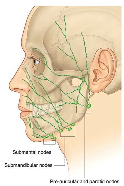 Lymphatic Drainage Of The Face Earths Lab