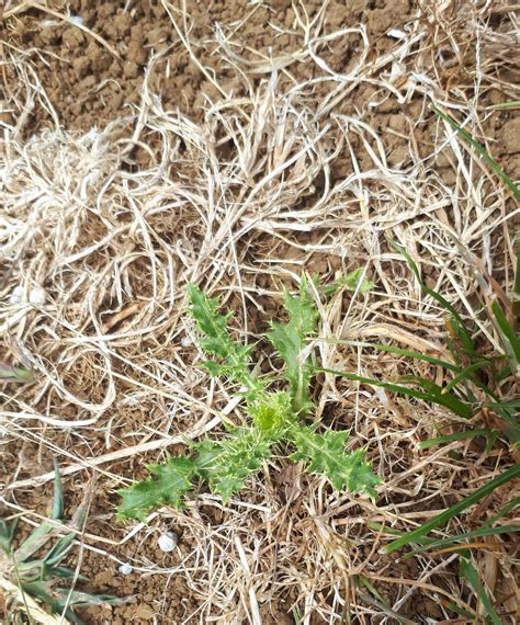 Weed Detection On Pastures Kaggle