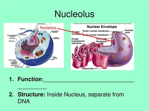 Cell Structure And Function Ppt Download