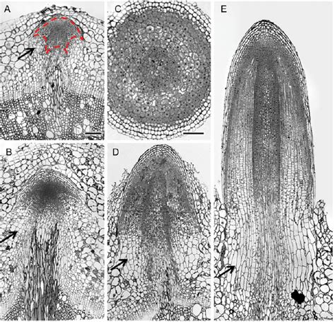 Histological Analysis Of Adventitious Root Primordia Of S Dulcamara