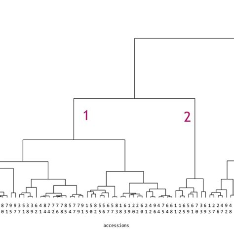 Dendrogram Of Accessions Derived By Upgma Person Correlation