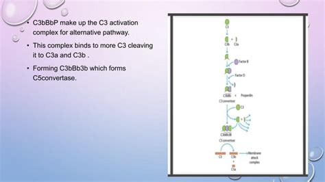 Complementary System Ppt Complementary System Ppt