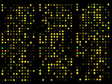 Microarray Tau Bioinformatics Unit
