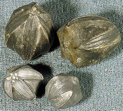 Echinoderms Natural History Museum