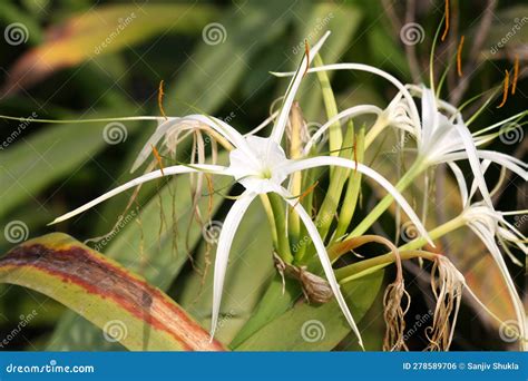 Spider Lily Crinum Asiaticum In Bloom In A Garden Pix Sanjiv Shukla Stock Photo Image Of