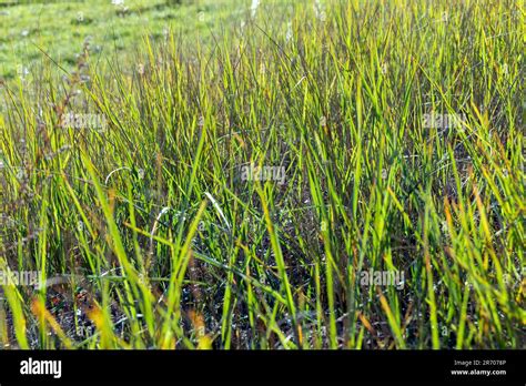 Green Grass With A Lot Of Damage And Defects Grass In The Autumn Season In Sunny Weather Stock