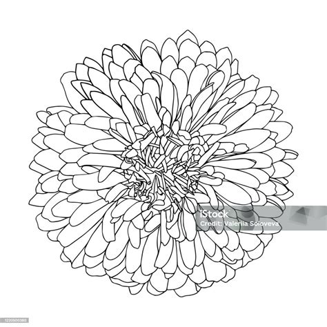 낙서 스타일의 아스터 또는 국화의 꽃 봉오리 흑백 벡터 그림입니다 꽃 무늬 요소는 손으로 그려지고 흰색 배경에 격리됩니다 윤곽선 도면 개화기에 대한 스톡 벡터 아트 및 기타
