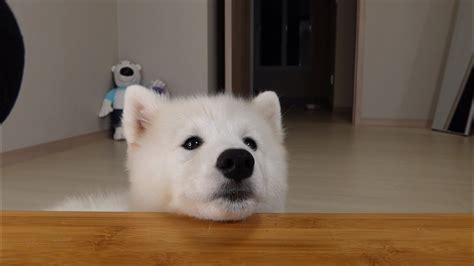 간식사랑 사모예드 Youtube