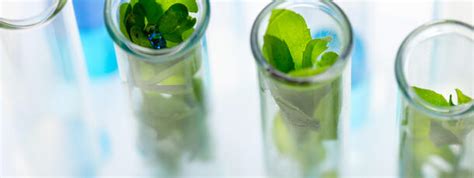 Bio Attributed Mass Balance Domo Chemicals Live Updates