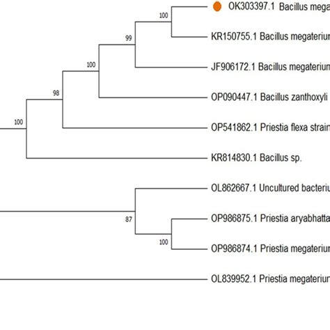 Phylogenetic Tree Of The Endophytic Bacterial Isolate Identified As