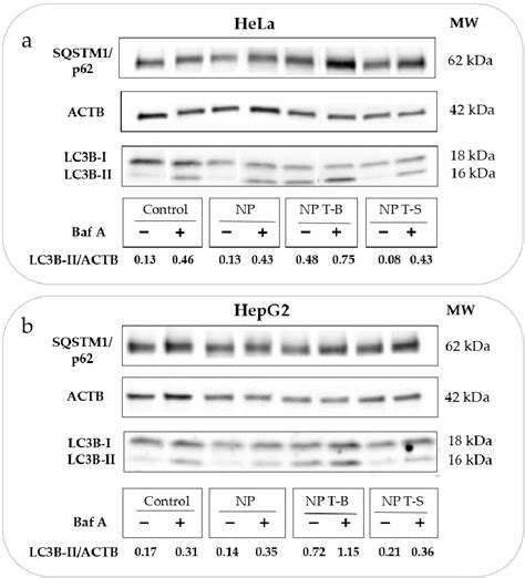 Figure From Design And Evaluation Of Autophagy Inducing Particles For The Treatment Of