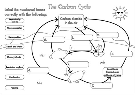Gcse Carbon Cycle Worksheets And A3 Wall Posters By Beckystoke