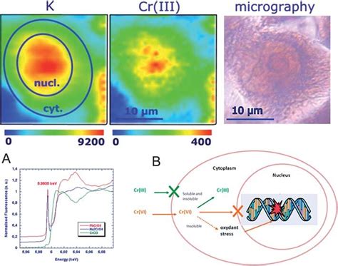 Chromium Oxidation State Mapping Potassium And Chromium Iii Download Scientific Diagram