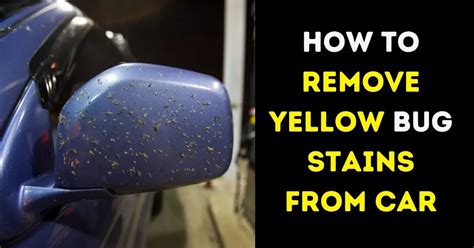 How To Remove Yellow Bug Stains From Car CleanServant