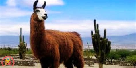 400 Cute And Badass Llama Names With Meanings
