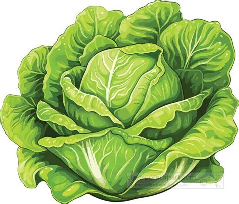 Lettuce Clip Art Lettuce Drawing Images Browse 204 343 Stock