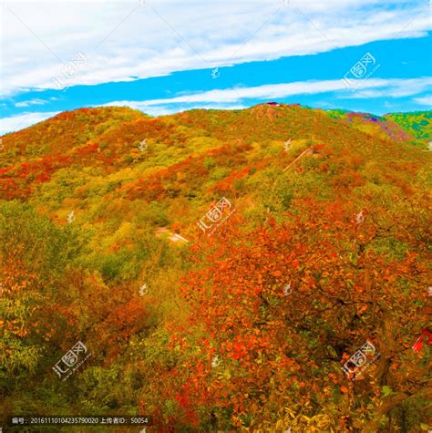 香山秋色 国内旅游景点 旅游景点 摄影素材 汇图网www huitu