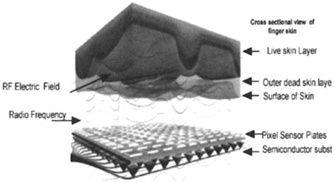 Radio Frequency Rf Based Fingerprint Sensor [14] Download Scientific Diagram