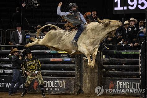 아찔한 순간미 뉴욕 Pbr 세계황소타기 대회 연합뉴스