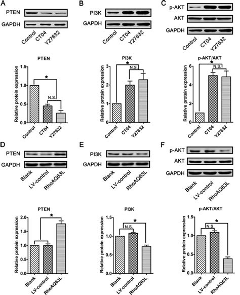 The Rhoa Signaling Pathway Negatively Regulates The Akt Signaling