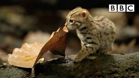 Perhaps The Worlds Smallest Cat