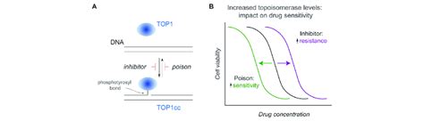 Distinct Actions Of Topoisomerase Poisons And Inhibitors A As