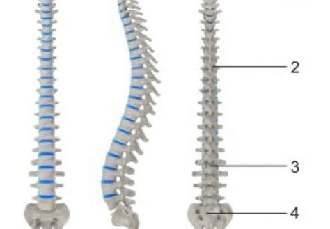Гръбначен стълб анатомия Puls Bg