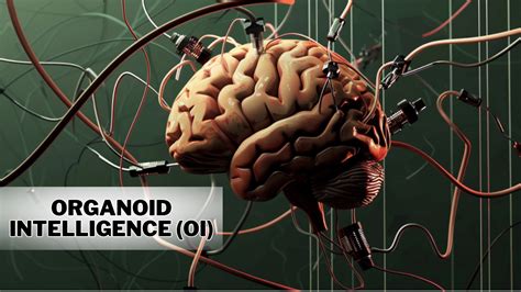 Scientists Now Want To Create Ai From Real Human Brain Cells Using Organoid Intelligence Oi