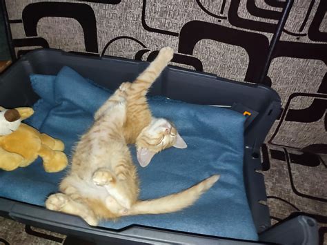 Sleep Exe Doesnt Work Properly Roneorangebraincell