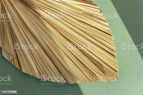 마른 야자수 잎의 질감은 녹색 배경에 햇빛과 그림자를 닫습니다 최소한의 자연의 개념 떠남에 대한 스톡 사진 및 기타 이미지