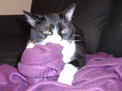 Why Cats Suck On Blankets Cat Tales
