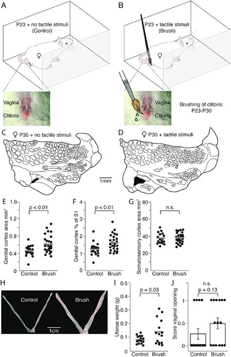 Artificial Genital Touch Drives Genital Cortex Expansion And Promotes Download Scientific