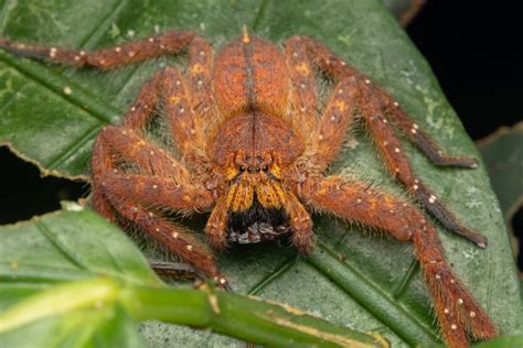 Nature Macro Image Of A Beautiful Male David Bowie Huntsman Spider Stock Image Image Of