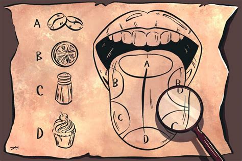 The Myth Of The Tongue Map The Varsity