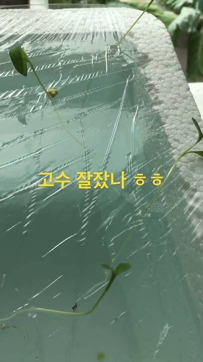 고수 수경재배 2일차 고수 쌀국수 허브 Youtube