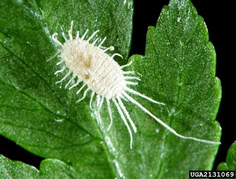 Longtailed Mealybug Pseudococcus Longispinus Targioni Tozzetti