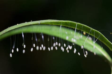 The Bizarre World Of Insect Sex Athens Science Observer