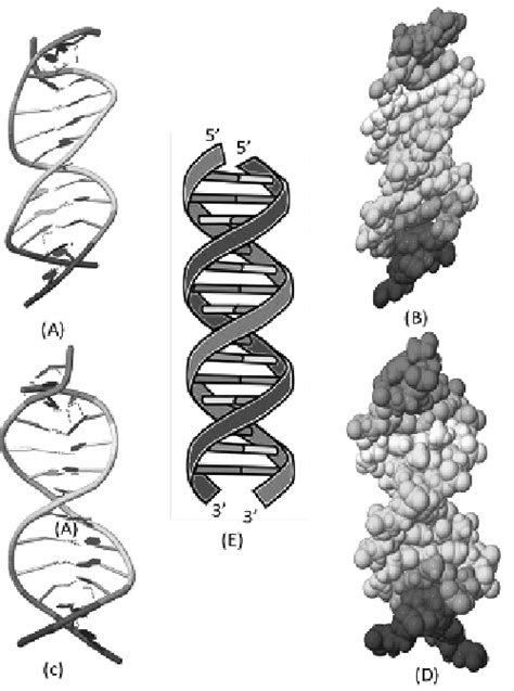 A And B Model Of Parallel Stranded Dna C And D Model Of Parallel Dna Download Scientific