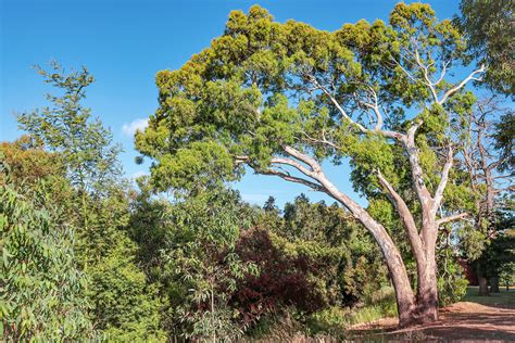 Eucalyptus Description Trees Major Species And Uses Britannica